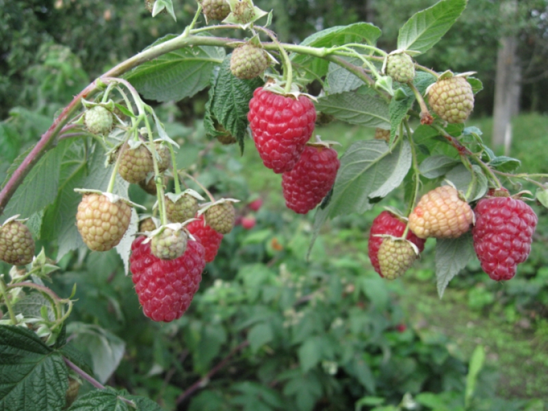 Istikud - Õunviljalised - Õunapuu (Malus) - tali - Harilik vaarikas ...